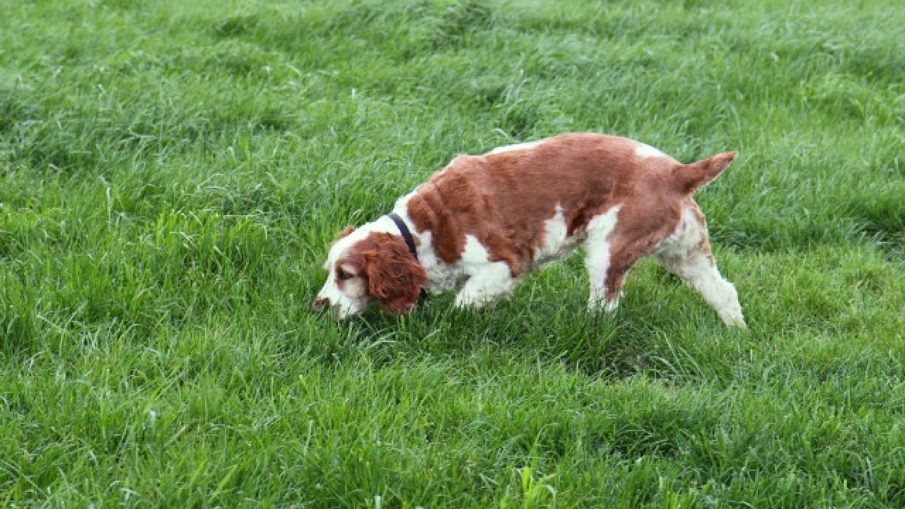 Coprofagia la caine - Hari Pet : Cabinet medical veterinar